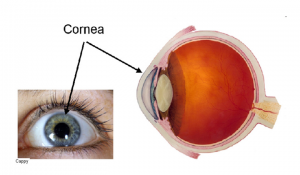 Córnea - ABCCR/BRASCRS