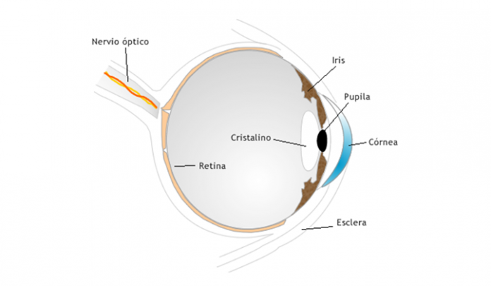 Esclerótica (ou Esclera) - ABCCR/BRASCRS